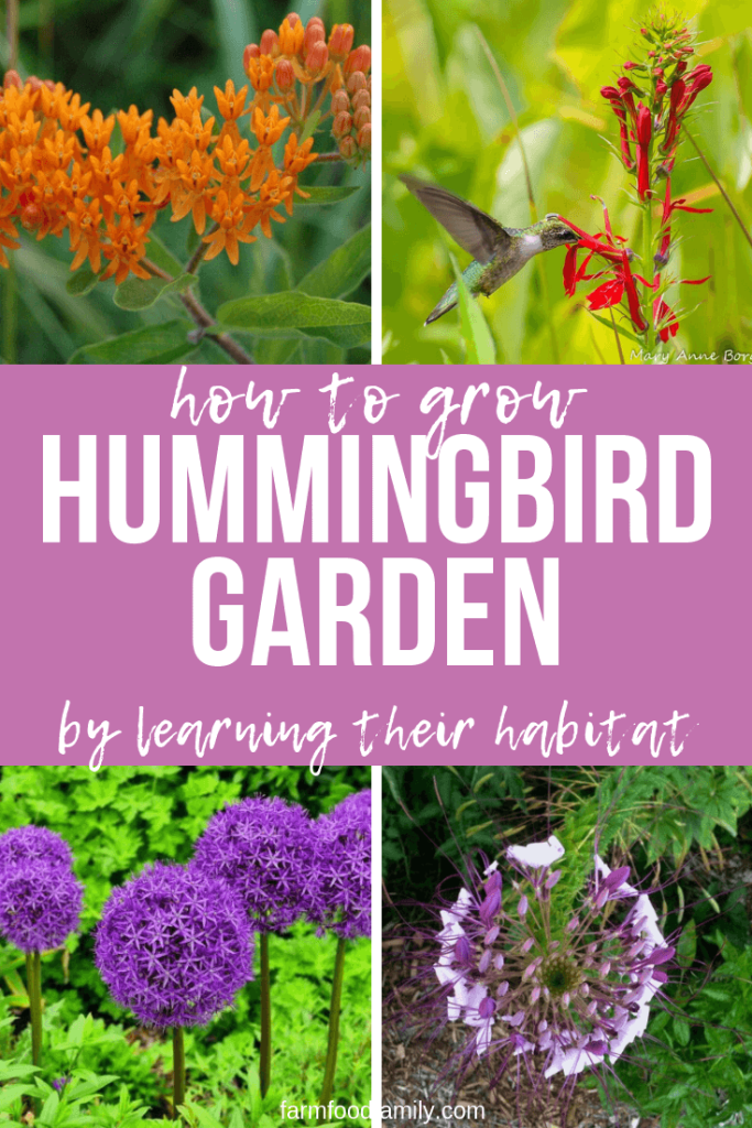 How To Grow Gardens for Hummingbirds - FarmFoodFamily