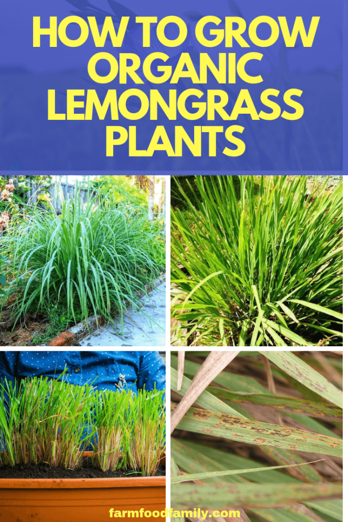 How to Grow Organic Lemongrass Plants - FarmFoodFamily