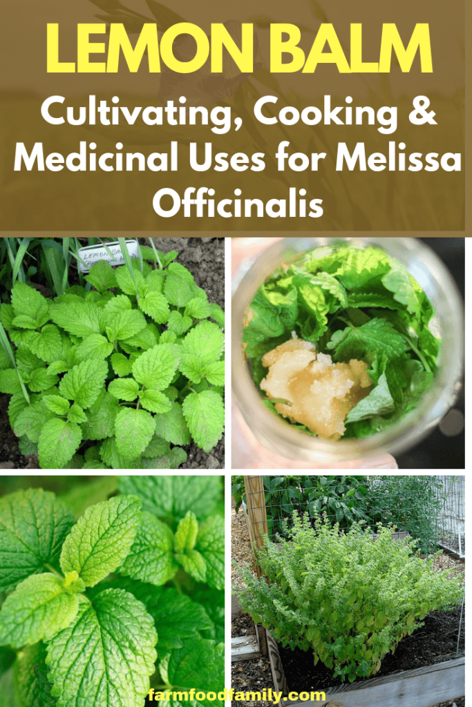 Lemon Balm: Cultivating, Cooking & Medicinal Uses for Melissa Officinalis