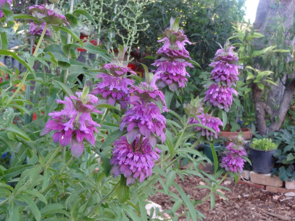 Bee Balm: How To Grow and Care For Monarda Plant (2024)