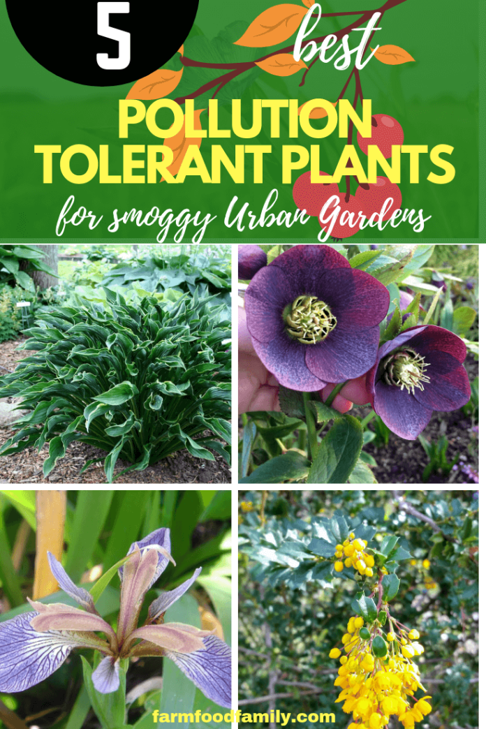 5 Best Pollution Tolerant Plants for Smoggy Urban Gardens