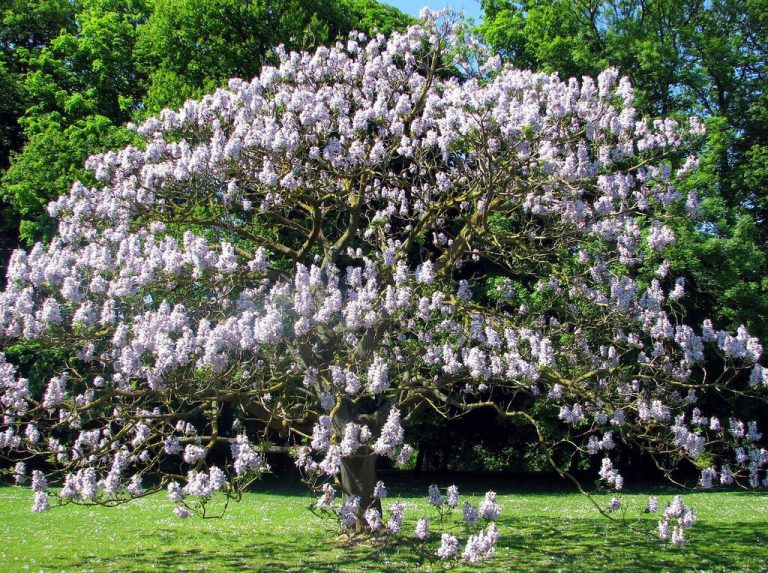 Top 10 Exotic Invasive Trees in The U.S. - FarmFoodFamily
