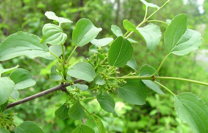 Top 10 Exotic Invasive Trees in The U.S. - FarmFoodFamily