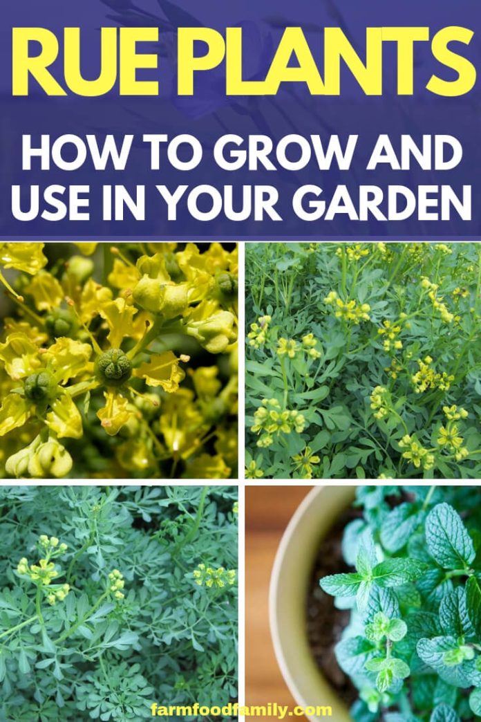 Rue Herb: How to grow and care for Rue Plants