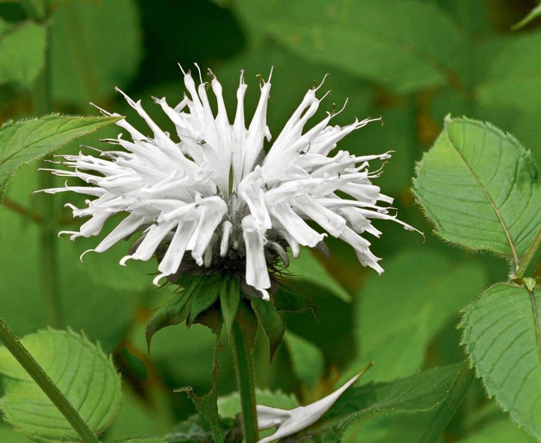 Bee Balm: How To Grow and Care For Monarda Plant (2024)