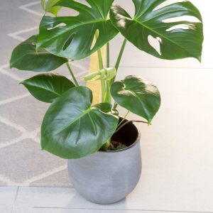 Best House Plants That Heal – FarmFoodFamily