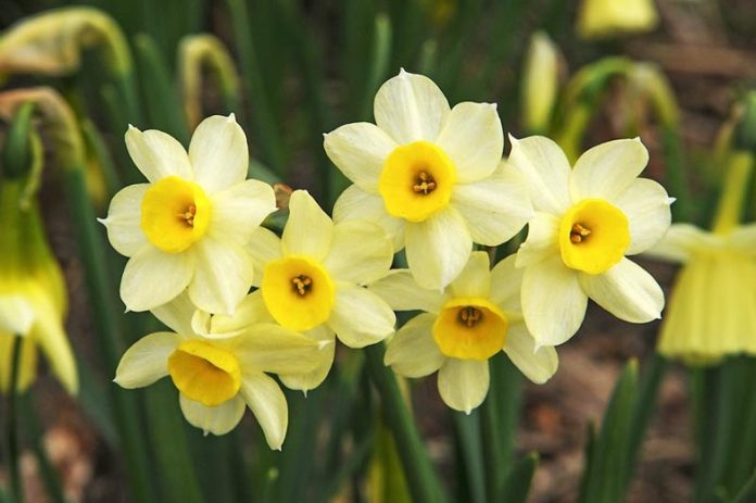 10+ Daffodil Bulb Ideas For Autumn Gardening - FarmFoodFamily