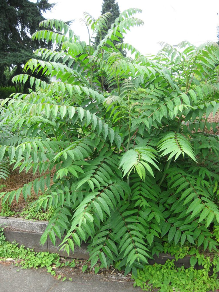 Top 10 Exotic Invasive Trees in The U.S. - FarmFoodFamily
