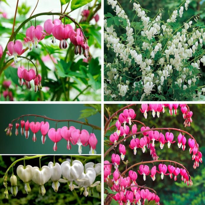 Bleeding Hearts are the Flowers for Spring - FarmFoodFamily