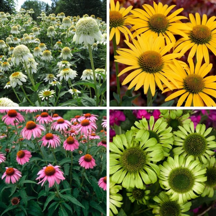 Shorter Perennial Flowers Fit Petite Gardens - FarmFoodFamily