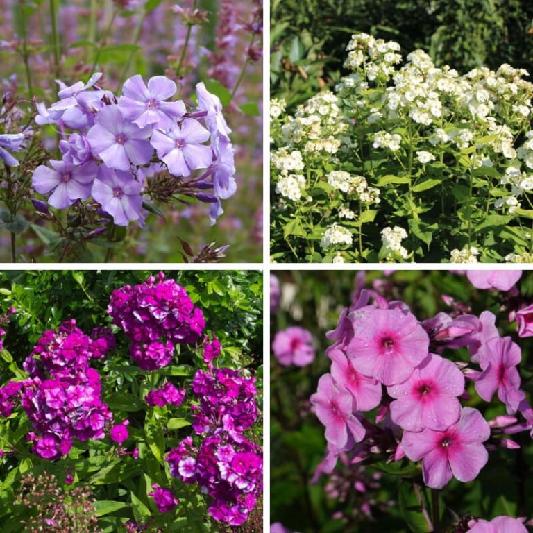 Shorter Perennial Flowers Fit Petite Gardens - FarmFoodFamily