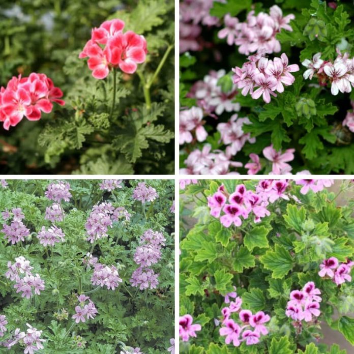Fragrant Annual Plants: Easy-to-Grow Plants for a Fragrance Garden