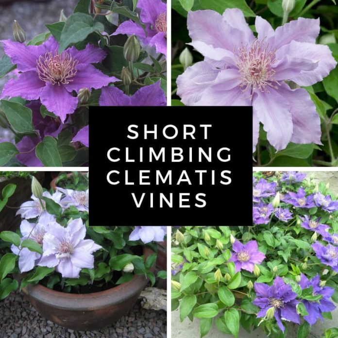 Shorter Perennial Flowers Fit Petite Gardens - FarmFoodFamily