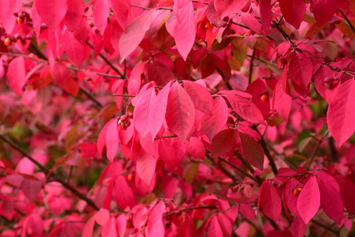 Top 7 Invasive Plants: Species Out of Control - FarmFoodFamily