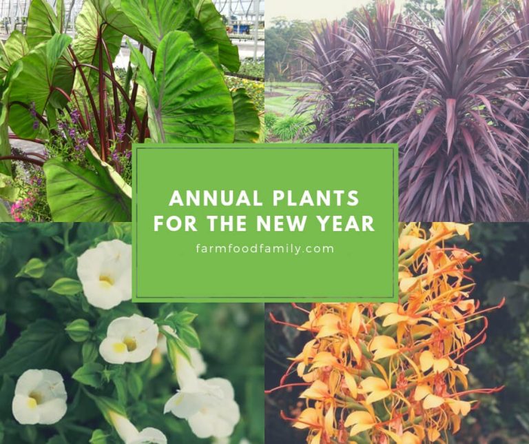 4 Best Annual Plants for The New Year - FarmFoodFamily