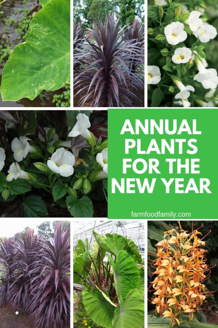 4 Best Annual Plants for The New Year - FarmFoodFamily