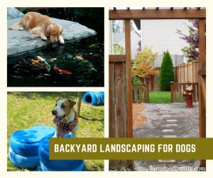 65+ Great Dog-Friendly Backyard Landscaping Ideas & Designs For 2024