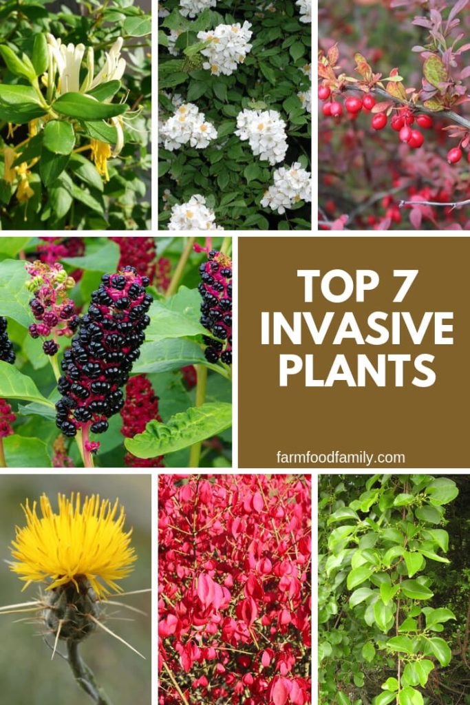 Top 7 Invasive Plants: Species Out of Control - FarmFoodFamily