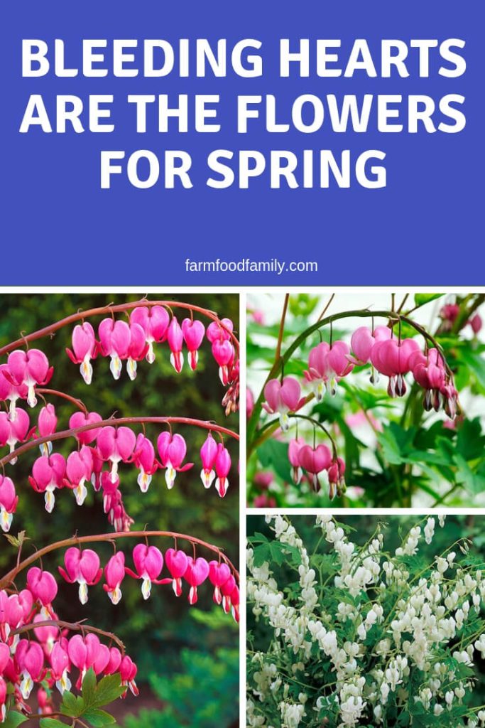 Bleeding Hearts are the Flowers for Spring - FarmFoodFamily