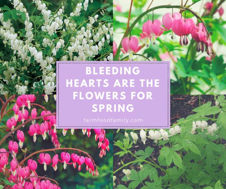 Bleeding Hearts are the Flowers for Spring - FarmFoodFamily
