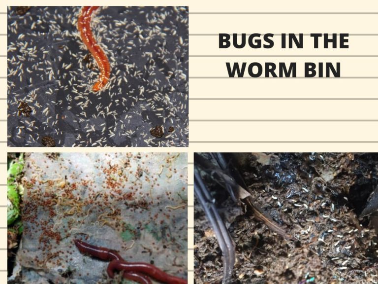 Worm Composting: Troubleshooting Problems in Worm Composting Bins