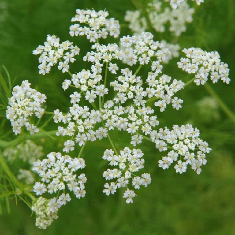 Caring For Caraway Plants in Your Herb Garden - FarmFoodFamily