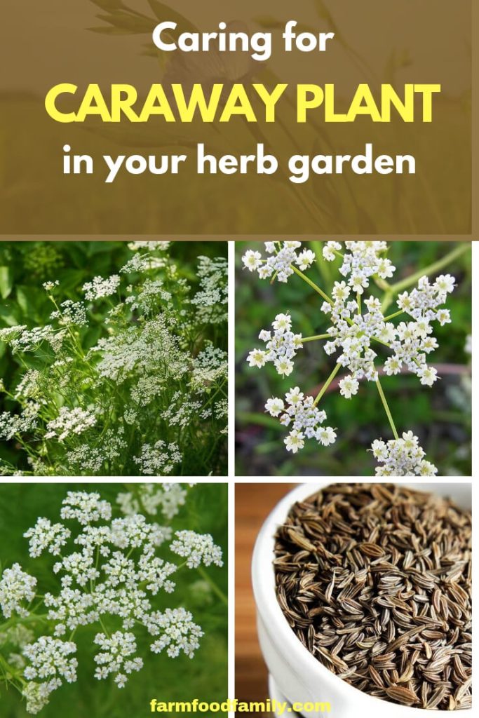 Caring For Caraway Plants in Your Herb Garden - FarmFoodFamily
