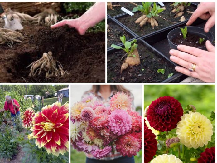 Growing and Caring for Dahlia Flowers: The Definitive Guide [2024 ]