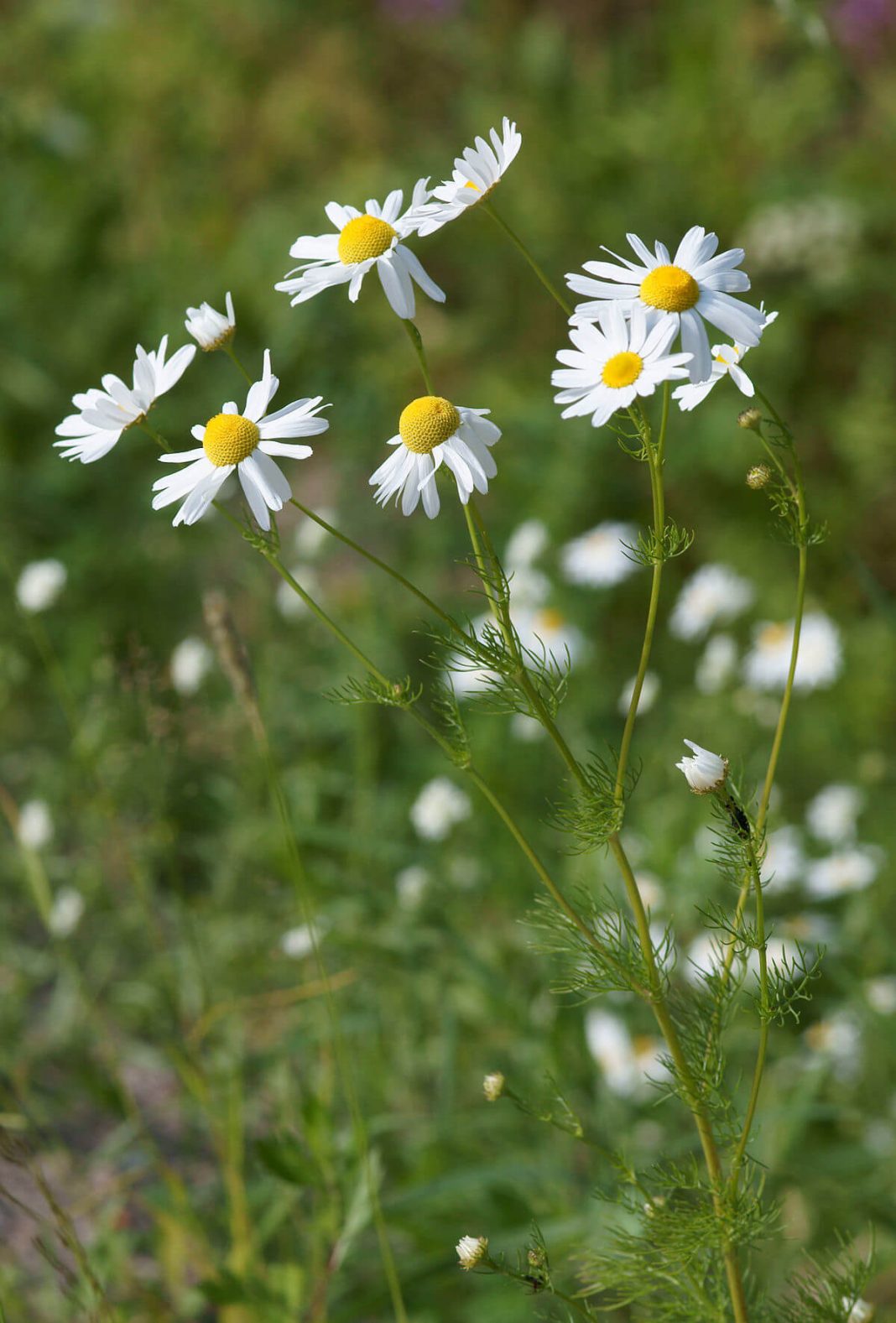 Growing & Caring for Chamomile Herb Plants