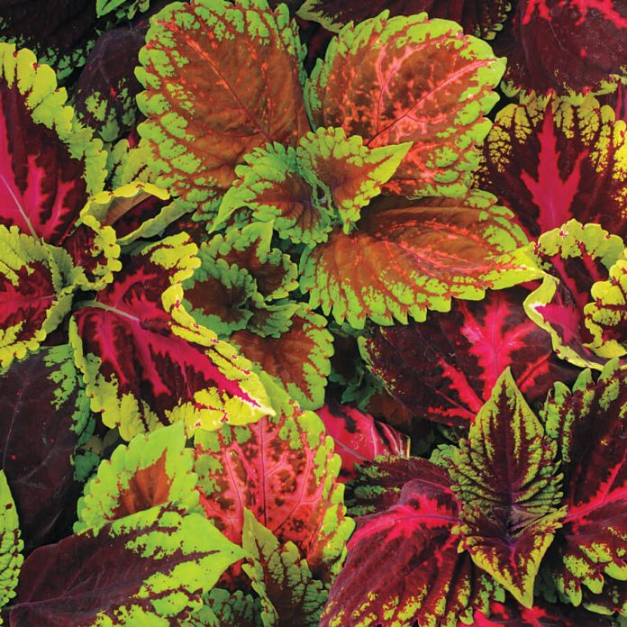 Bright Colors of Coleus for the Shady Garden - FarmFoodFamily