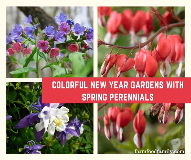 Favorite Spring Blooming Perennials for Abundant Garden Flowers