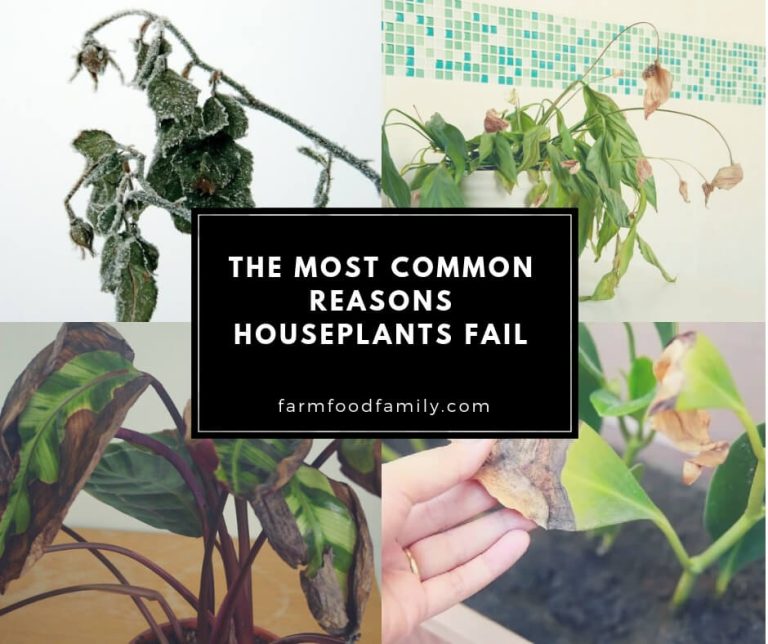 Understanding Plant Death: 7 Most Common Reasons Houseplants Fail