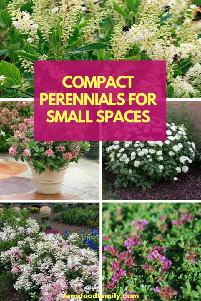 Shorter Perennial Flowers Fit Petite Gardens - FarmFoodFamily