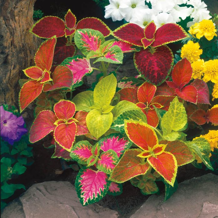 Bright Colors of Coleus for the Shady Garden - FarmFoodFamily