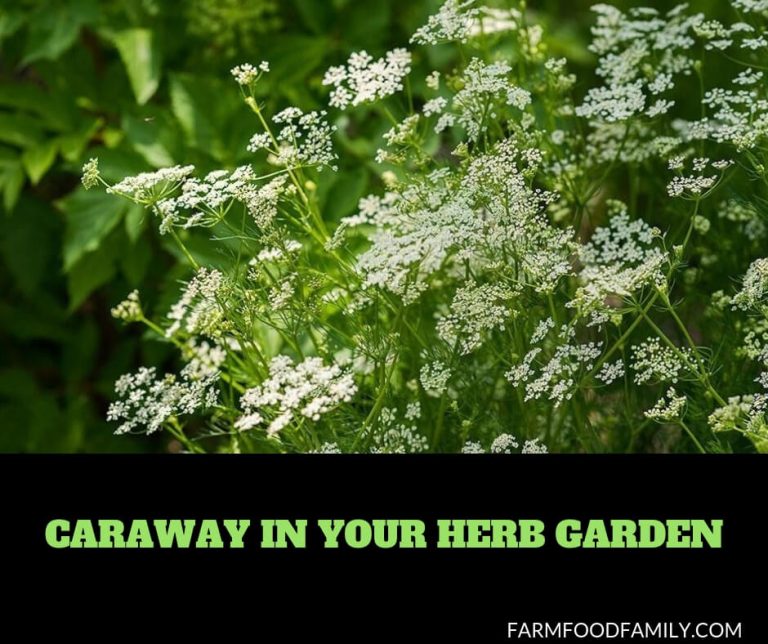 Caring For Caraway Plants in Your Herb Garden - FarmFoodFamily