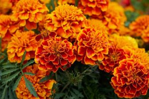 Marigold Flowers: Varieties, Uses, Meaning, Growing, and Care Tips