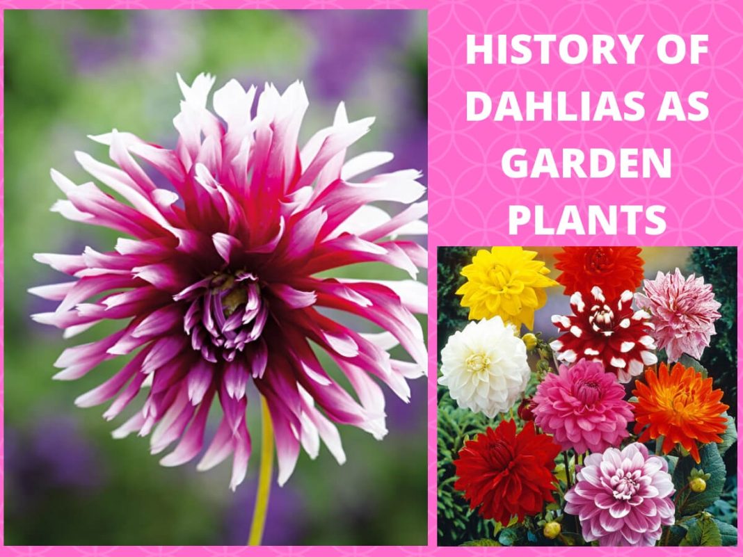 Growing and Caring for Dahlia Flowers: The Definitive Guide [2024 ]