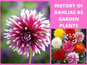 Growing and Caring for Dahlia Flowers: The Definitive Guide [2024 ]