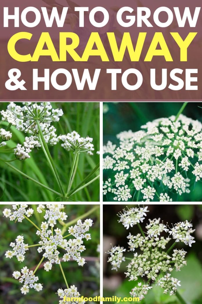 Caring For Caraway Plants in Your Herb Garden - FarmFoodFamily