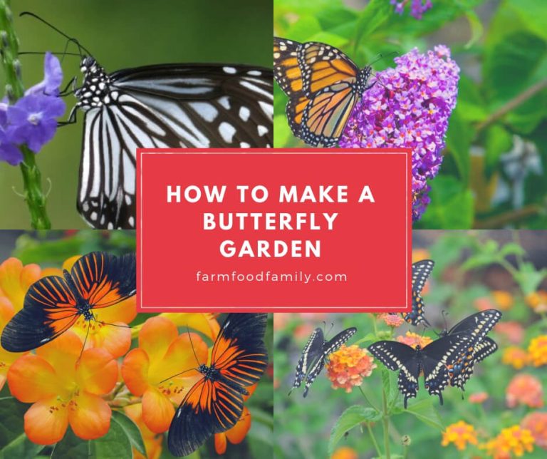 How to Make a Butterfly Garden - FarmFoodFamily