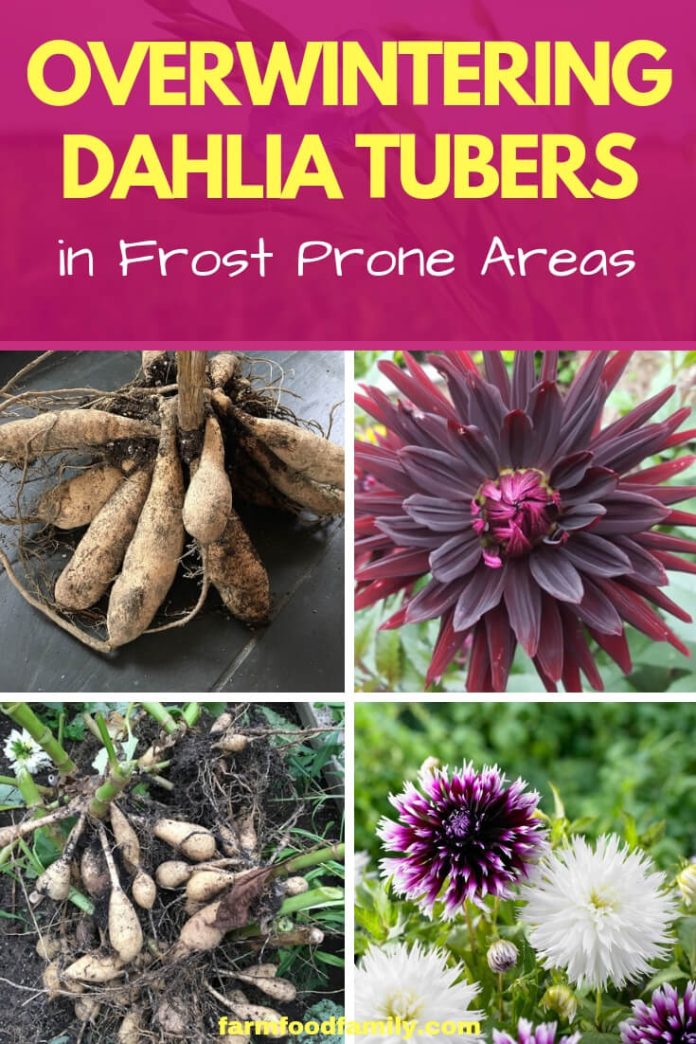 How To Overwinter Dahlia Tubers in Frost Prone Areas - FarmFoodFamily