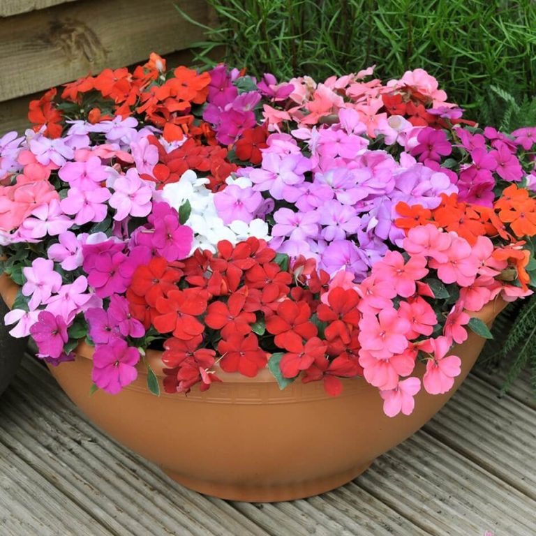 5 Flowering Plants for Deep Shade - FarmFoodFamily