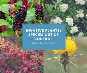 Top 7 Invasive Plants: Species Out of Control - FarmFoodFamily