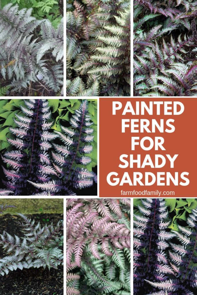 Painted Ferns for Shady Gardens - FarmFoodFamily