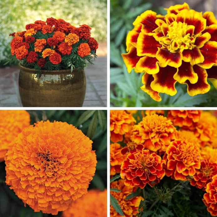 4 Best Flowers for a Sunny Garden - FarmFoodFamily