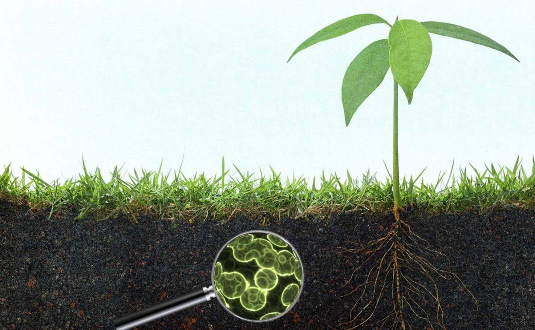 Organic Soil Preparation Techniques for Better Lawns and Gardens