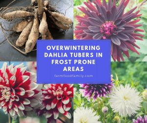 How To Overwinter Dahlia Tubers in Frost Prone Areas - FarmFoodFamily