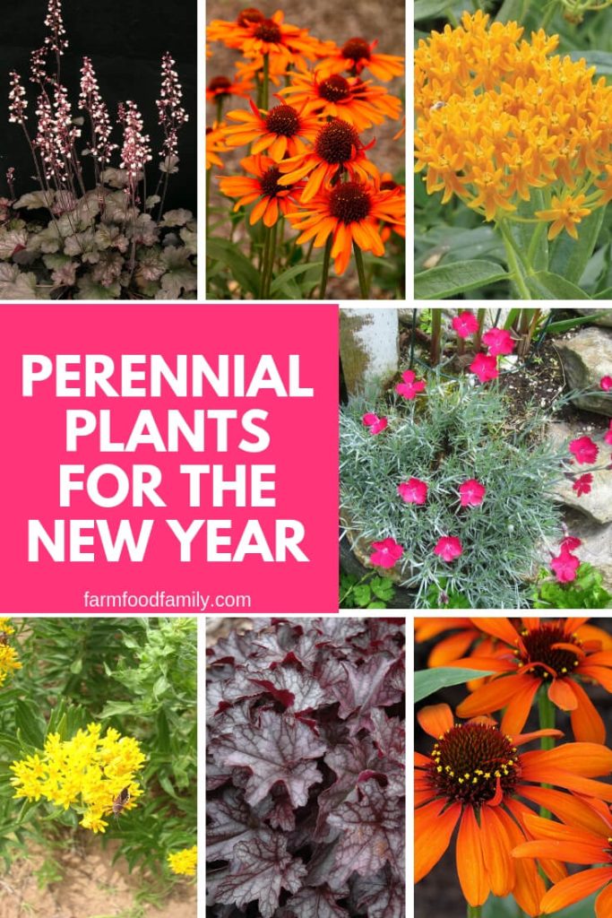 5 Best Perennial Plants for the New Year - FarmFoodFamily