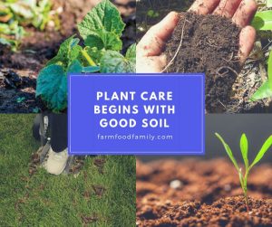 Organic Soil Preparation Techniques for Better Lawns and Gardens