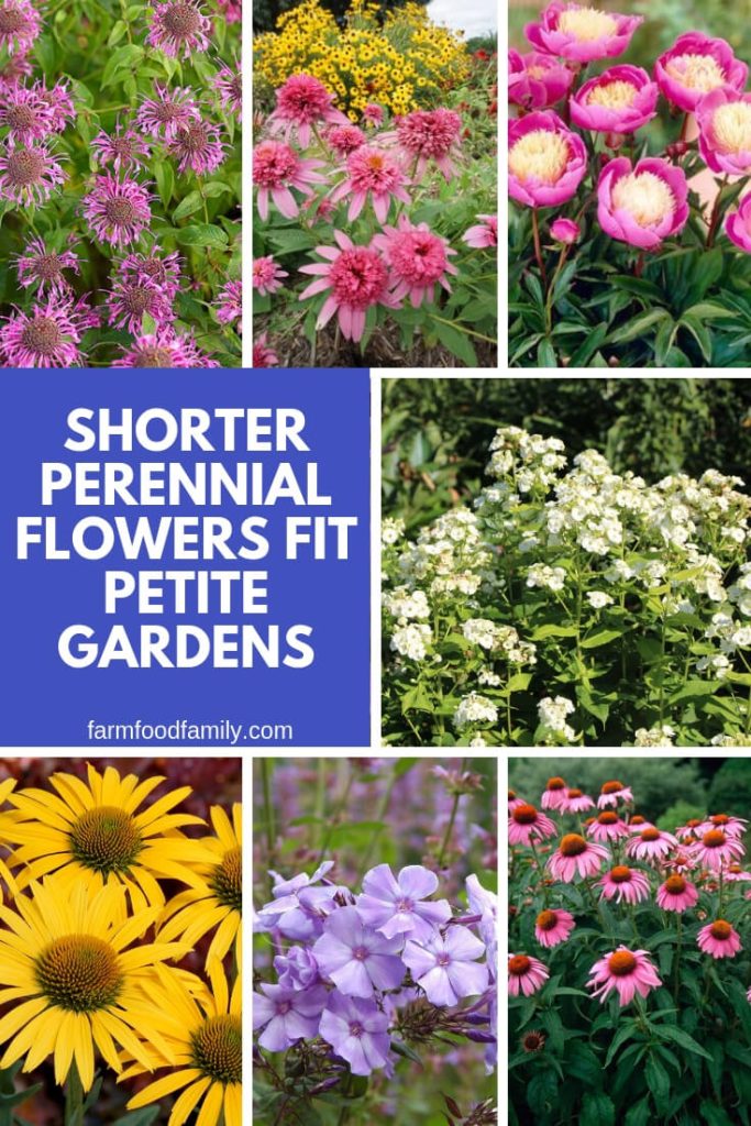 Shorter Perennial Flowers Fit Petite Gardens - FarmFoodFamily